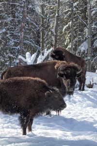 Winter Sleigh Rides | Activities And Entertainment| Boundary Ranch